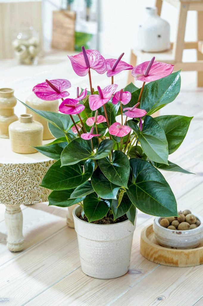 Anthurium Violette - Fleuriste à Casablanca - Acheter Et Livrée Des ...