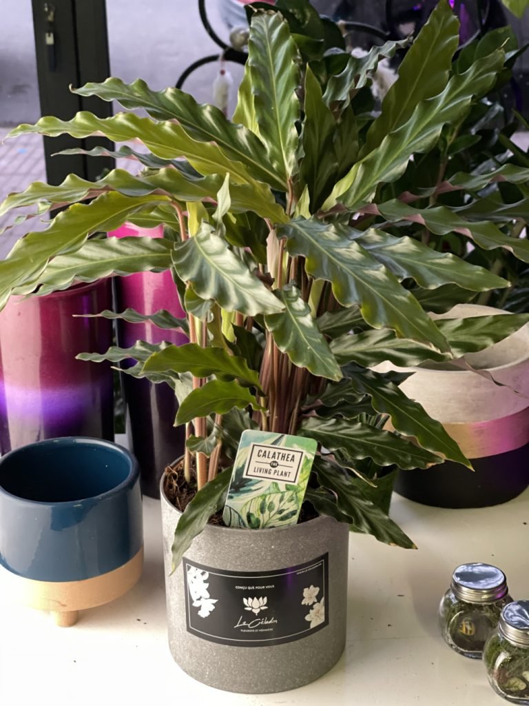 Calathea Gandersii - Fleuriste à Casablanca - Acheter Et Livrée Des ...