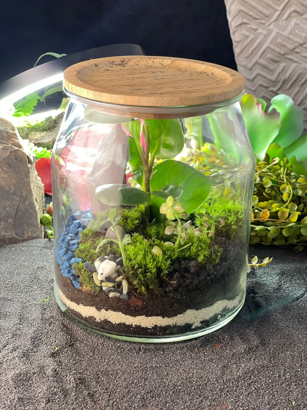 Wordline Travel Terrarium - Fleuriste à Casablanca - Acheter Et Livrée ...