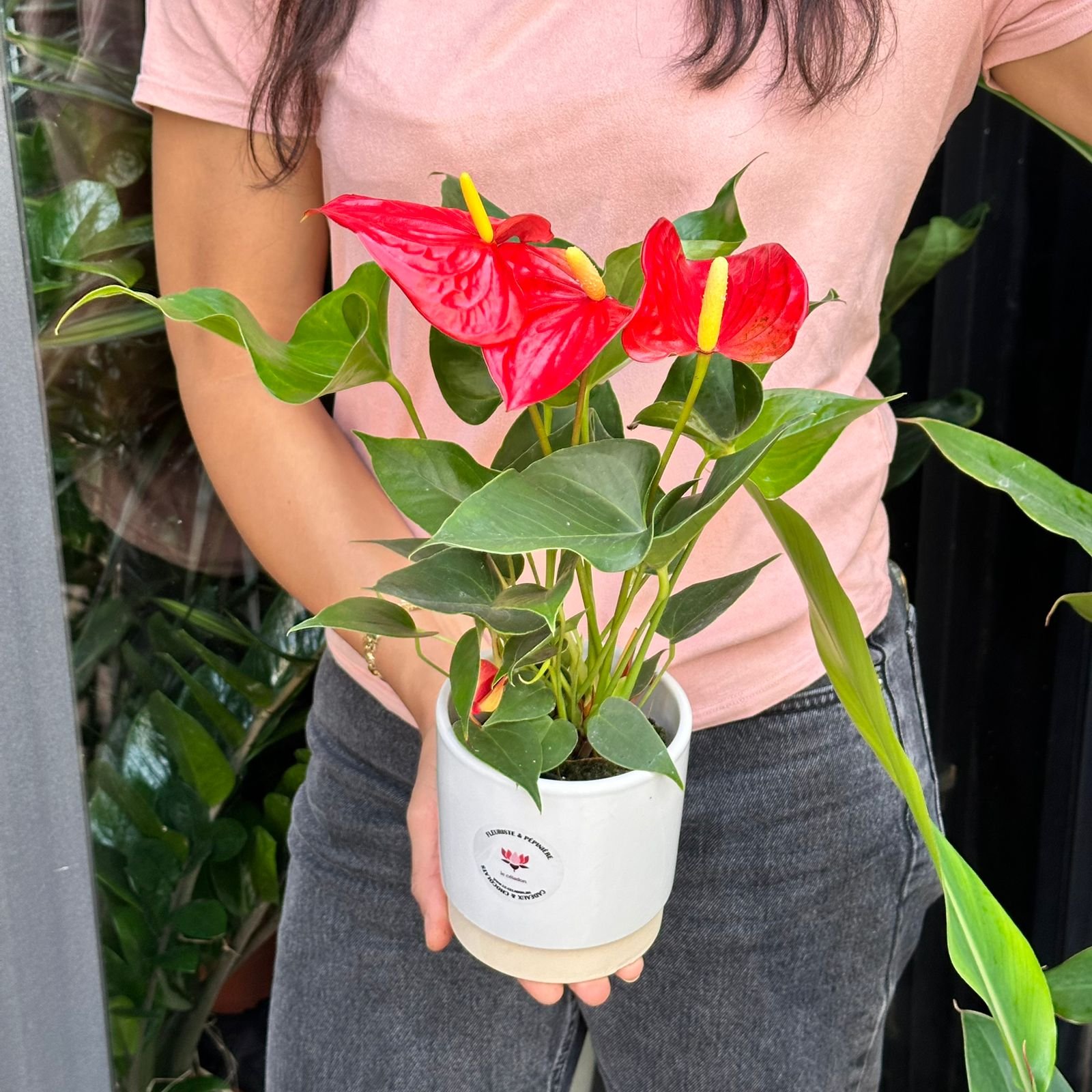 Mini Anthurium En Pot - Fleuriste à Casablanca - Acheter Et Livrée Des ...