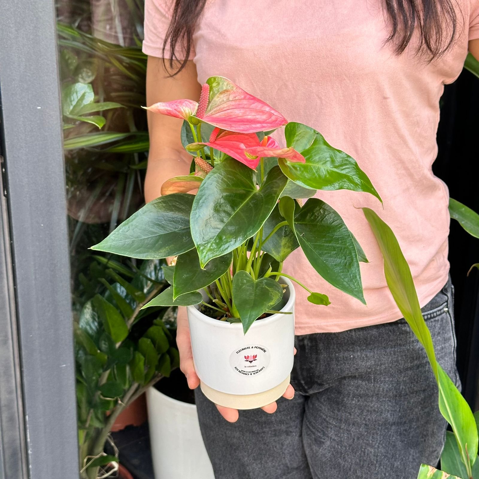 Mini Anthurium En Pot - Fleuriste à Casablanca - Acheter Et Livrée Des ...